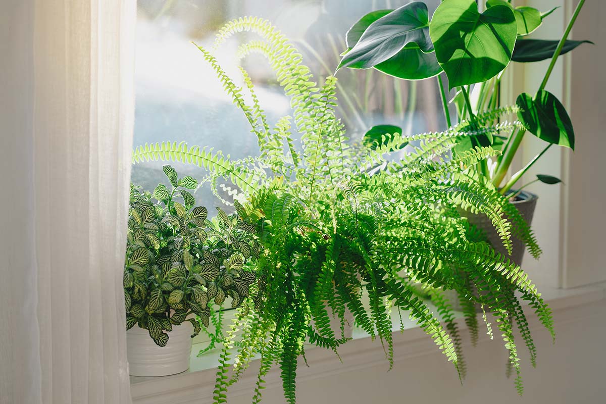 Houseplant Essential Knowledge: Light - FlorA Plant Care